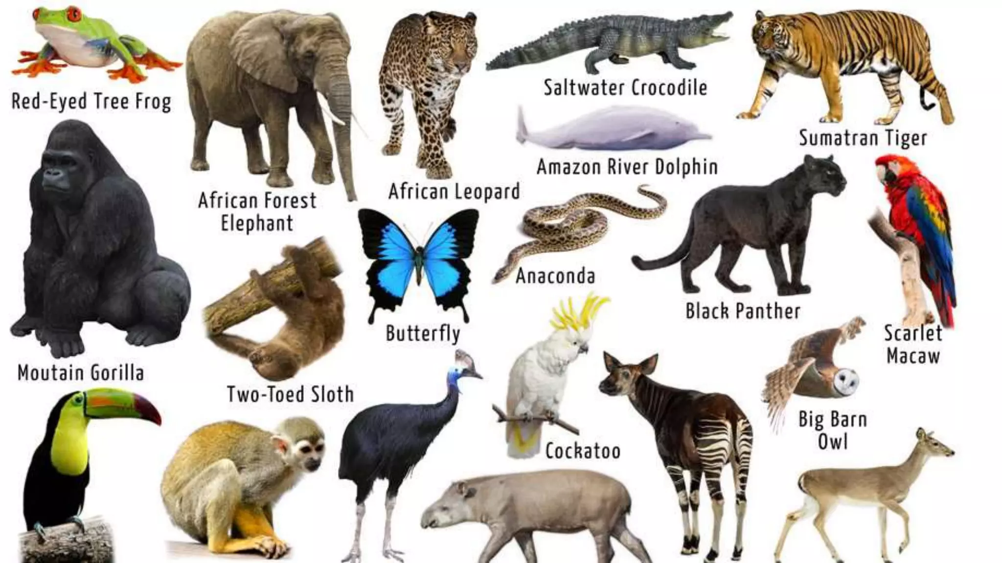 Animal habitat | PPTX