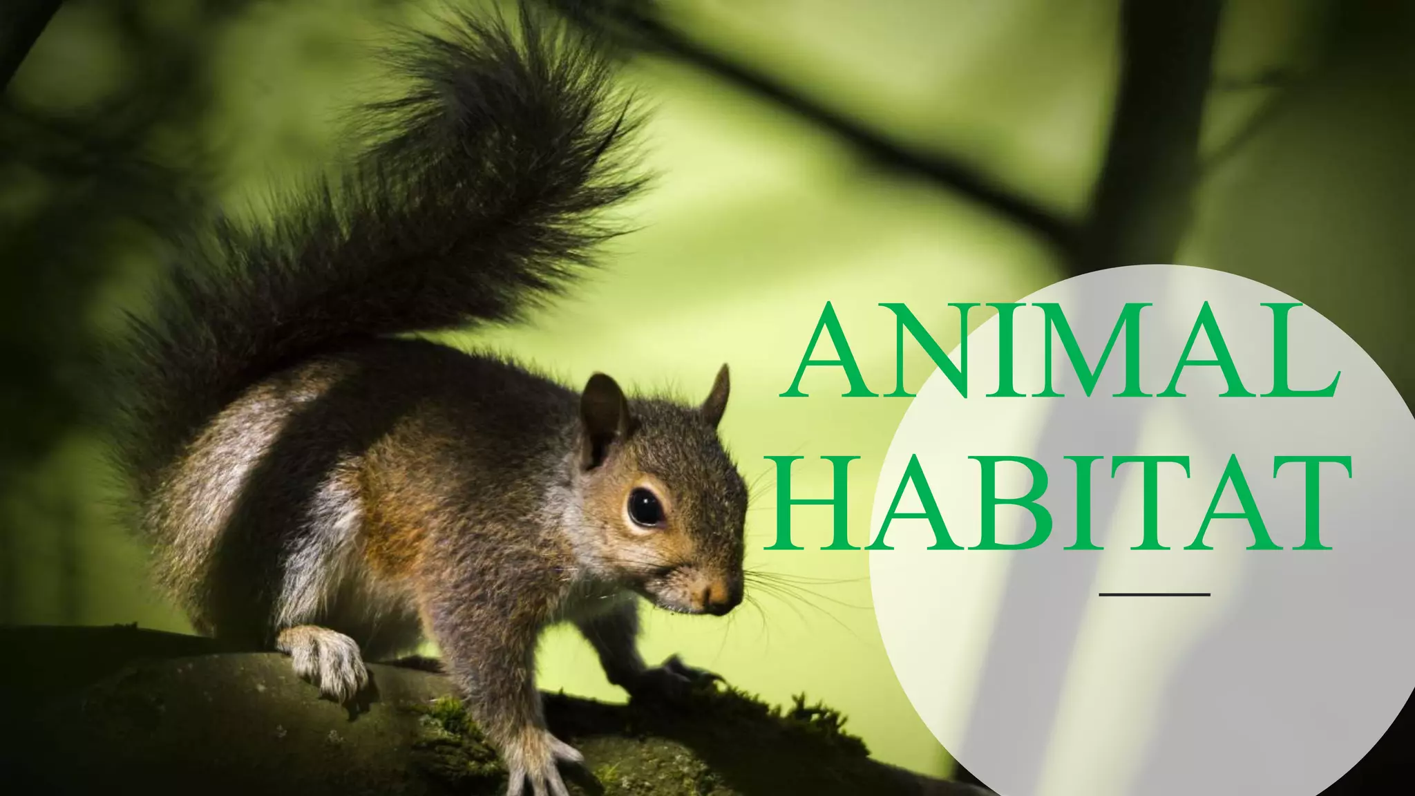 Animal habitat | PPTX