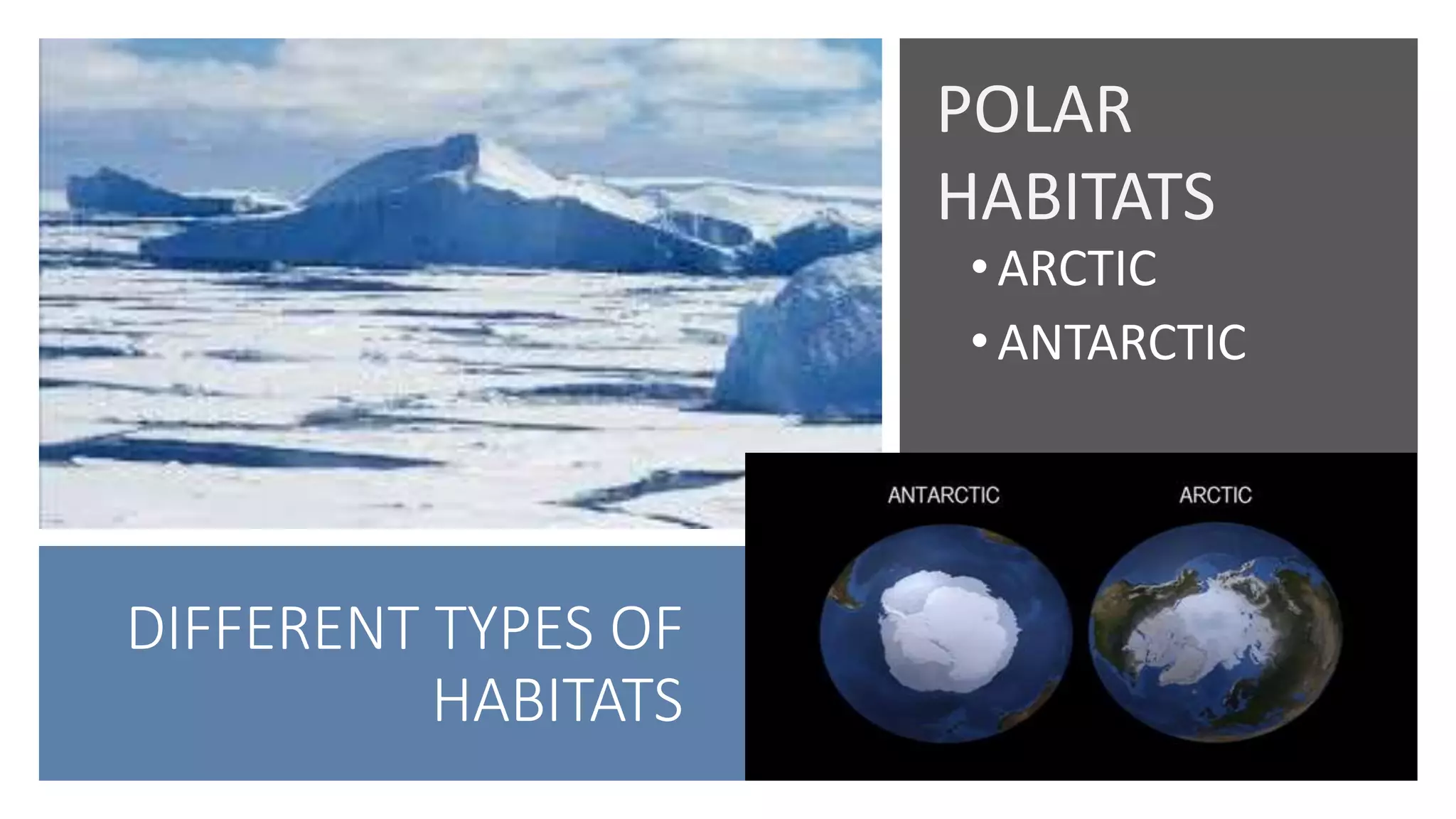 Animal habitat | PPTX