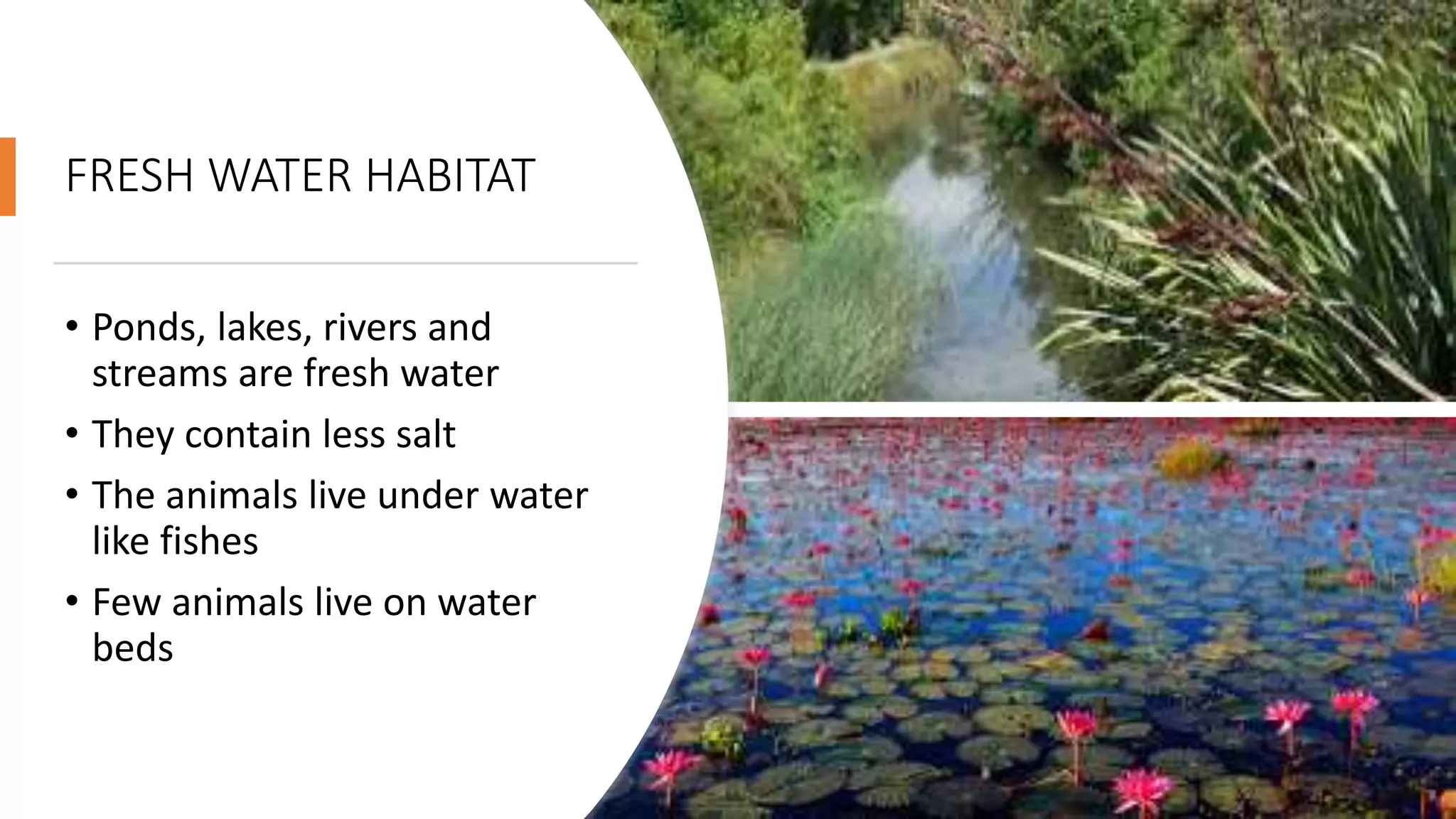 Animal habitat | PPTX