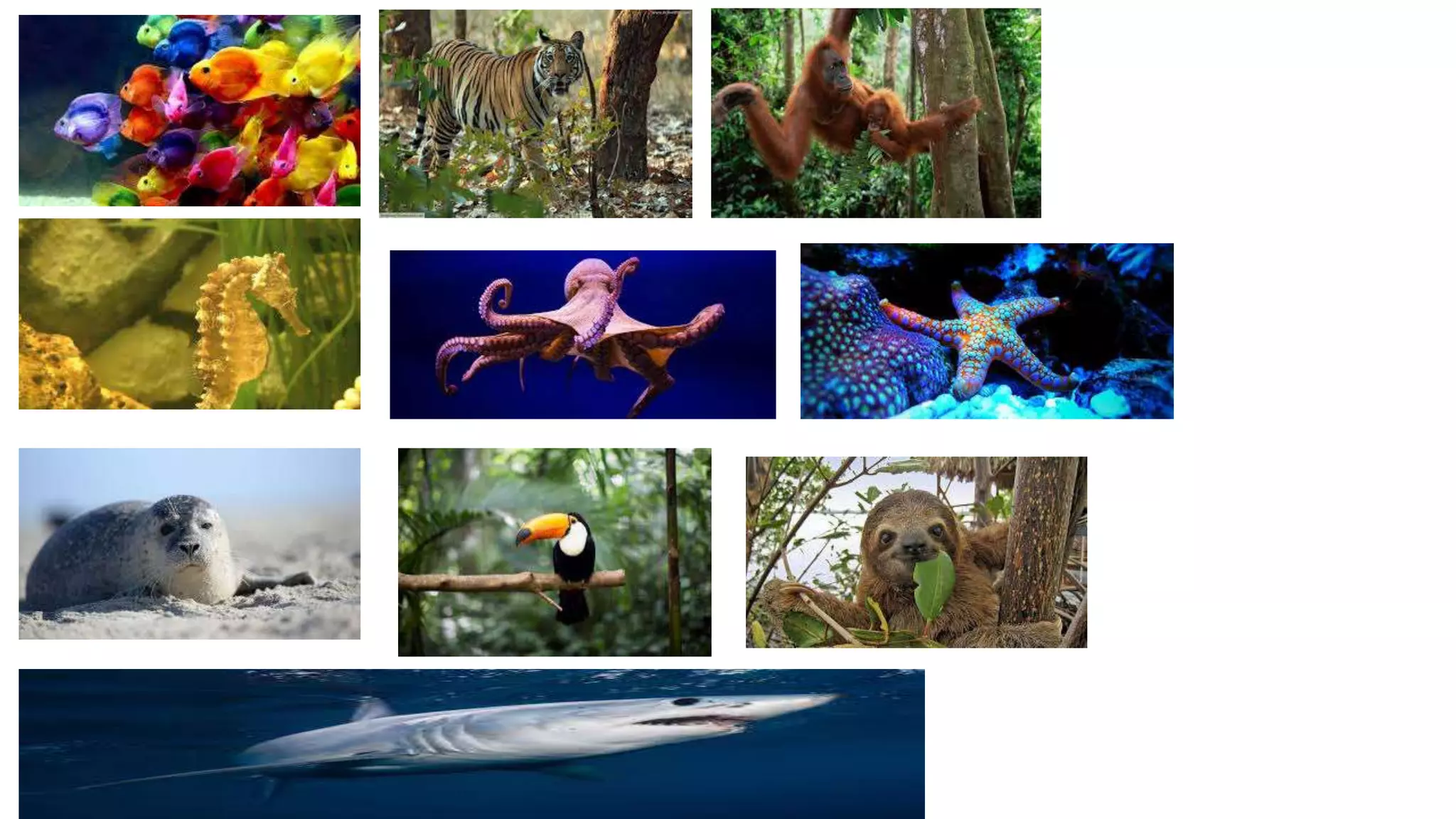 Animal habitat | PPTX