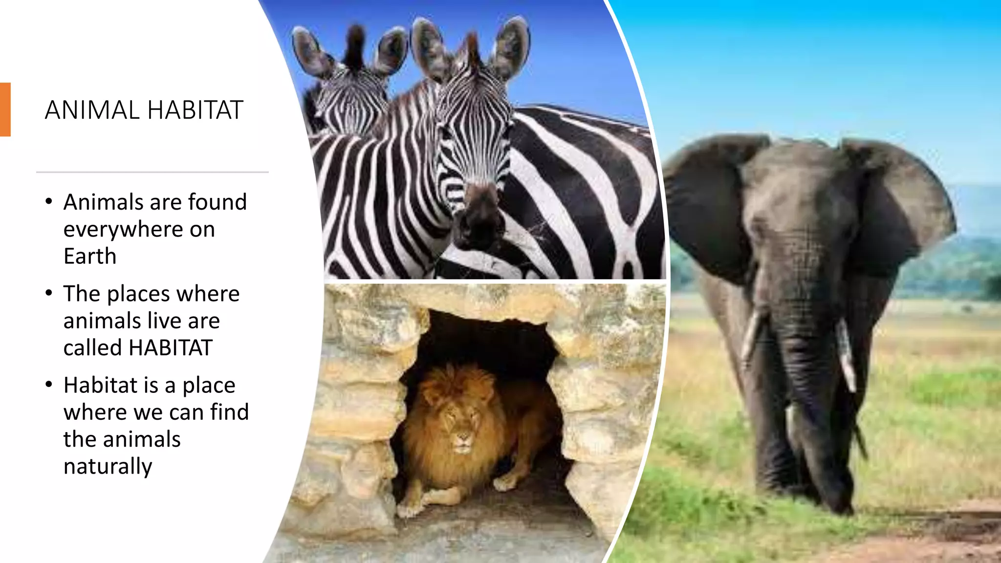 Animal habitat | PPTX