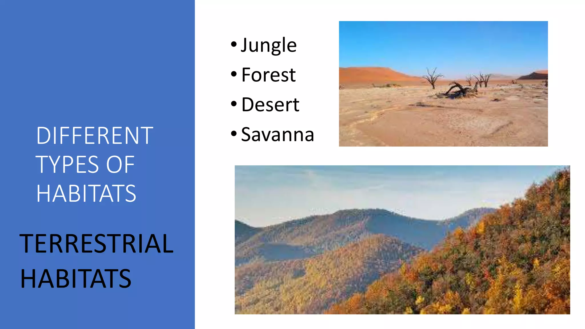 Animal habitat | PPTX