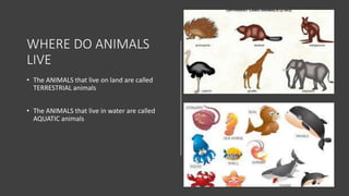 Animal habitat | PPTX