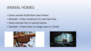 Animal habitat | PPTX