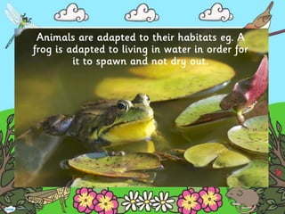 Animal habitats | PPT