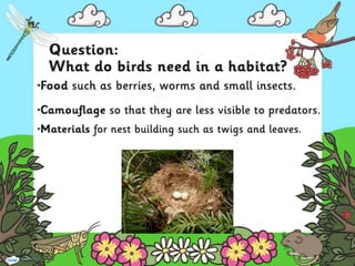 Animal habitats | PPT