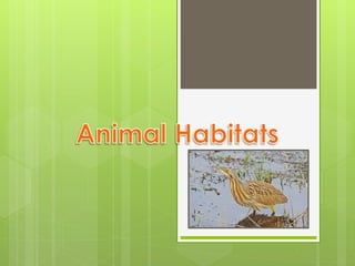 Animal habitats | PPTX