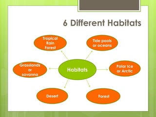 Animal habitats | PPTX