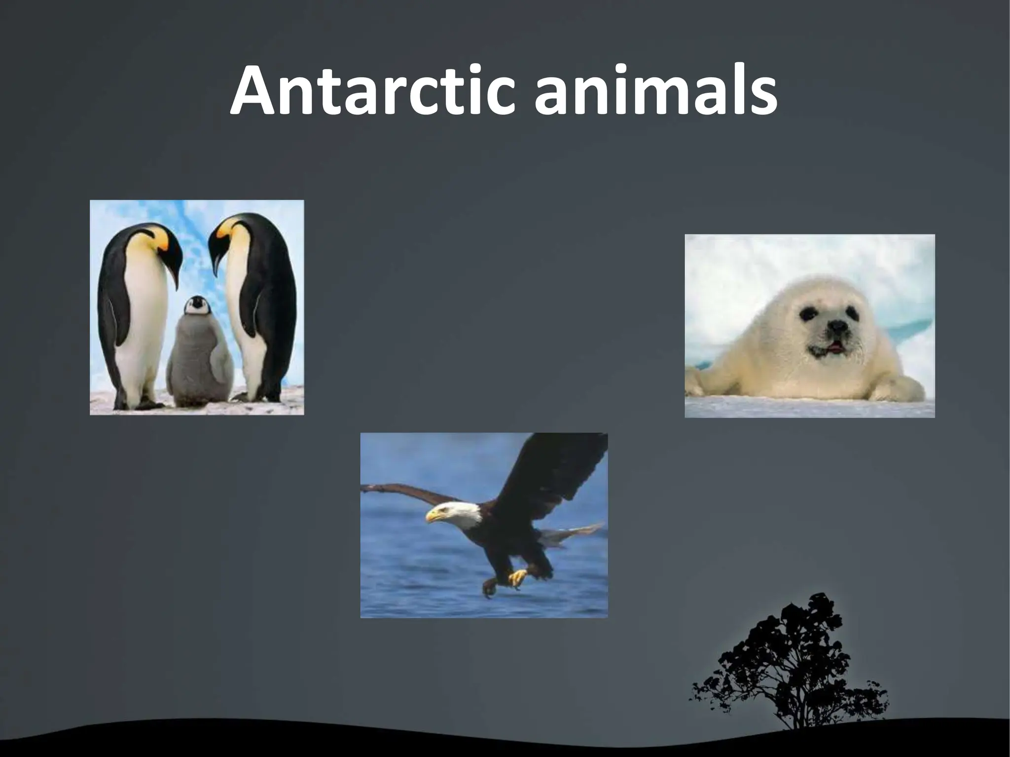 animal habitats pptx.pptx NATURAL ENVIRONMENTS FOR KIDS | PPTX