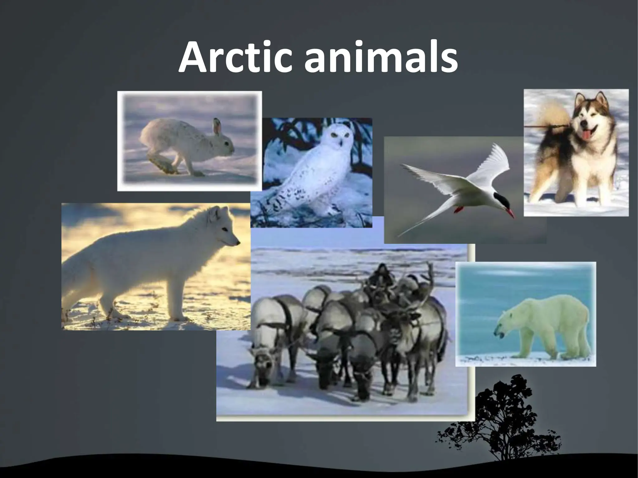 animal habitats pptx.pptx NATURAL ENVIRONMENTS FOR KIDS | PPTX