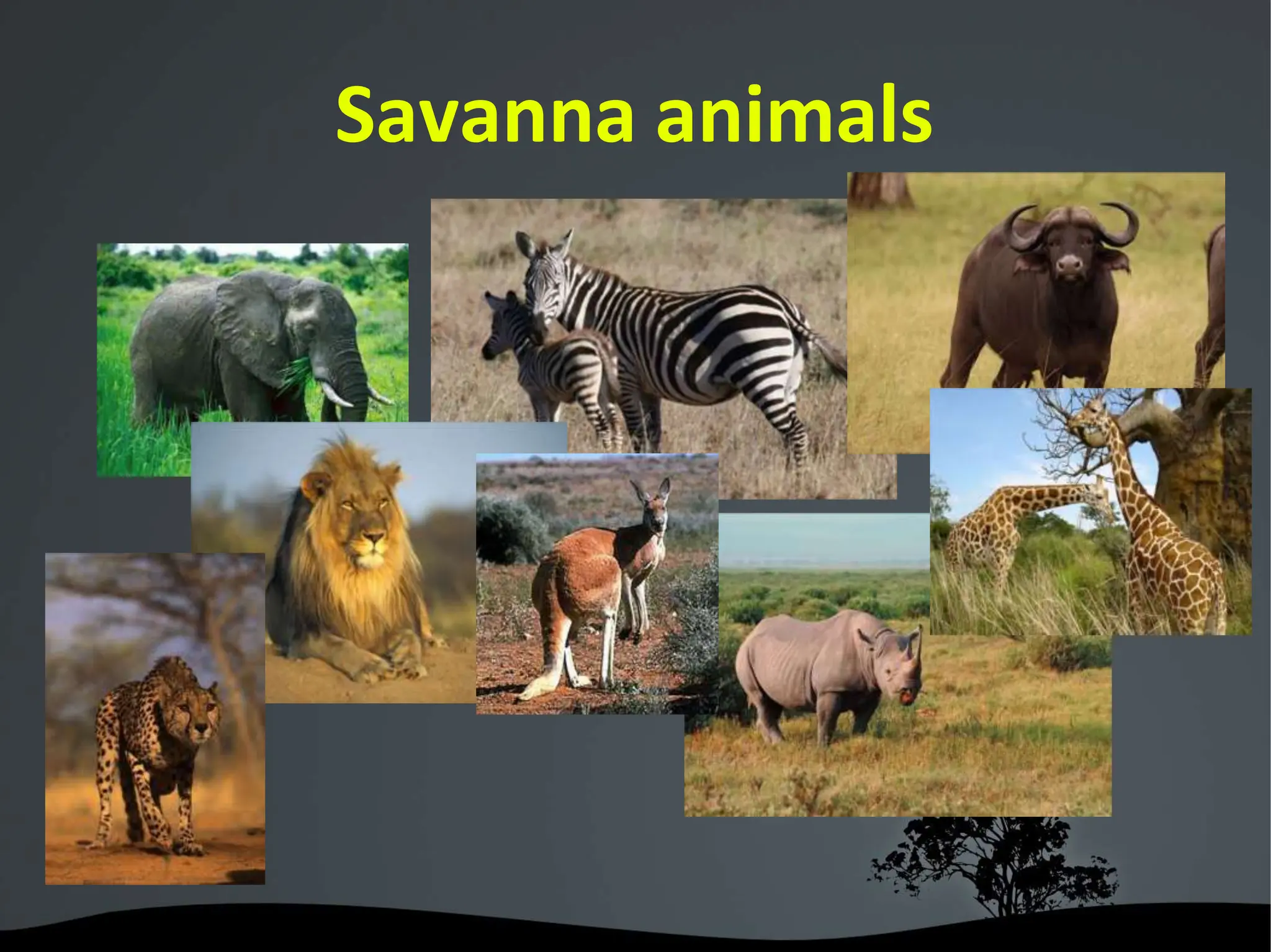 animal habitats pptx.pptx NATURAL ENVIRONMENTS FOR KIDS | PPTX