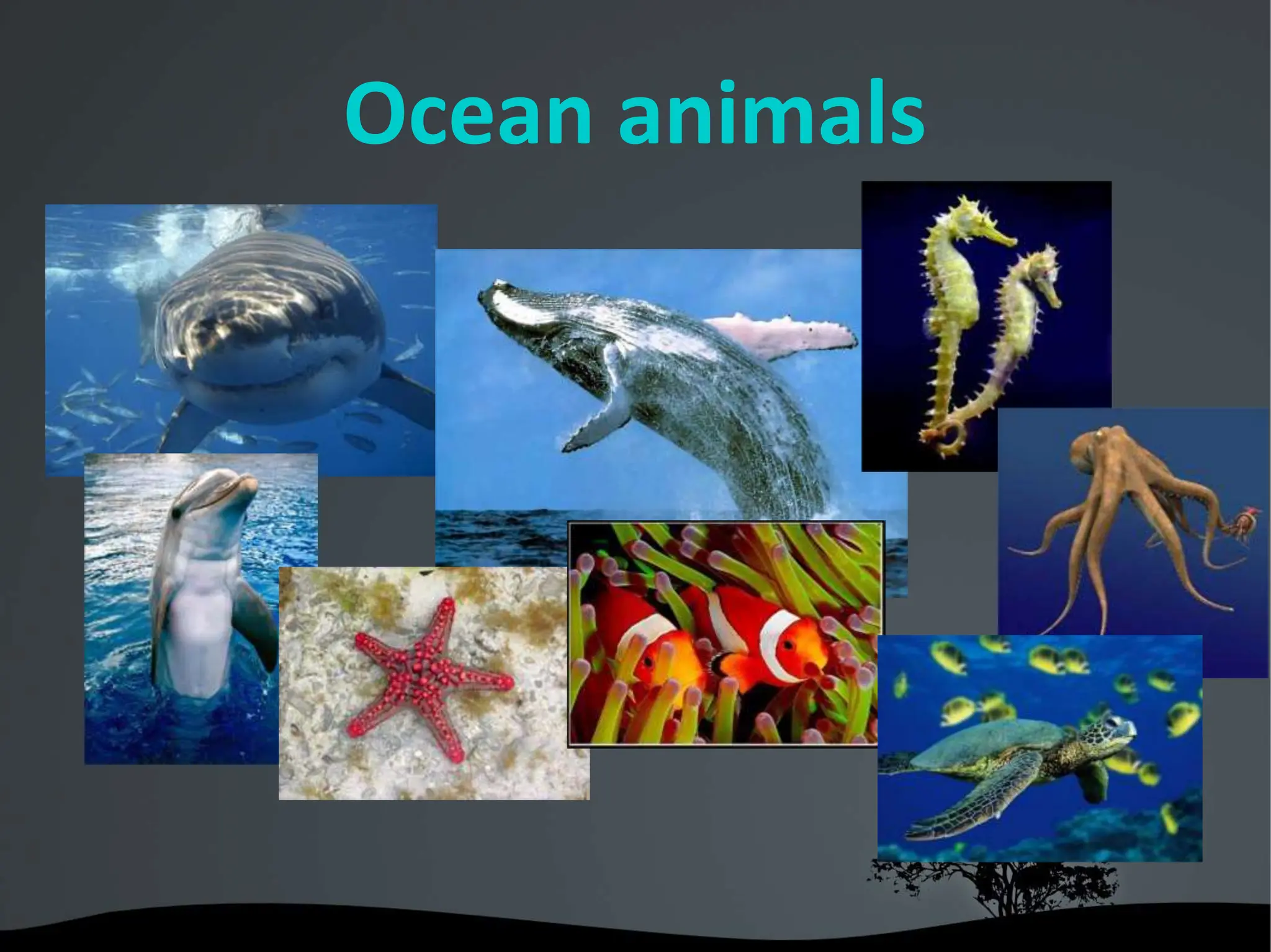 animal habitats pptx.pptx NATURAL ENVIRONMENTS FOR KIDS | PPTX