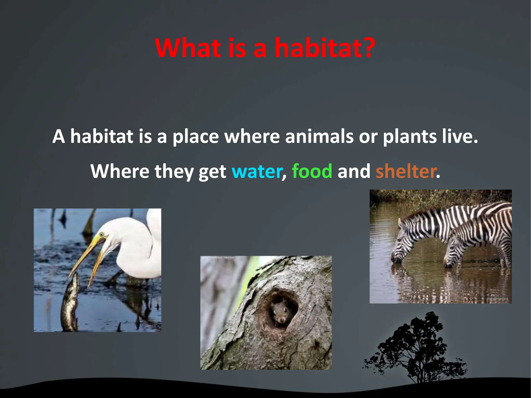 animal habitats pptx.pptx NATURAL ENVIRONMENTS FOR KIDS | PPTX
