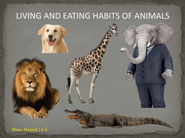 Animal Habits | PPTX | Zoos & Aquariums | Attractions