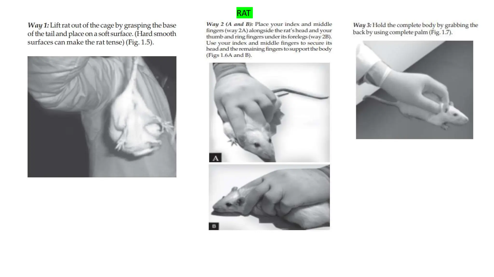 Handling And Routes Of Drug Administration Of Experimental Animals Used ...