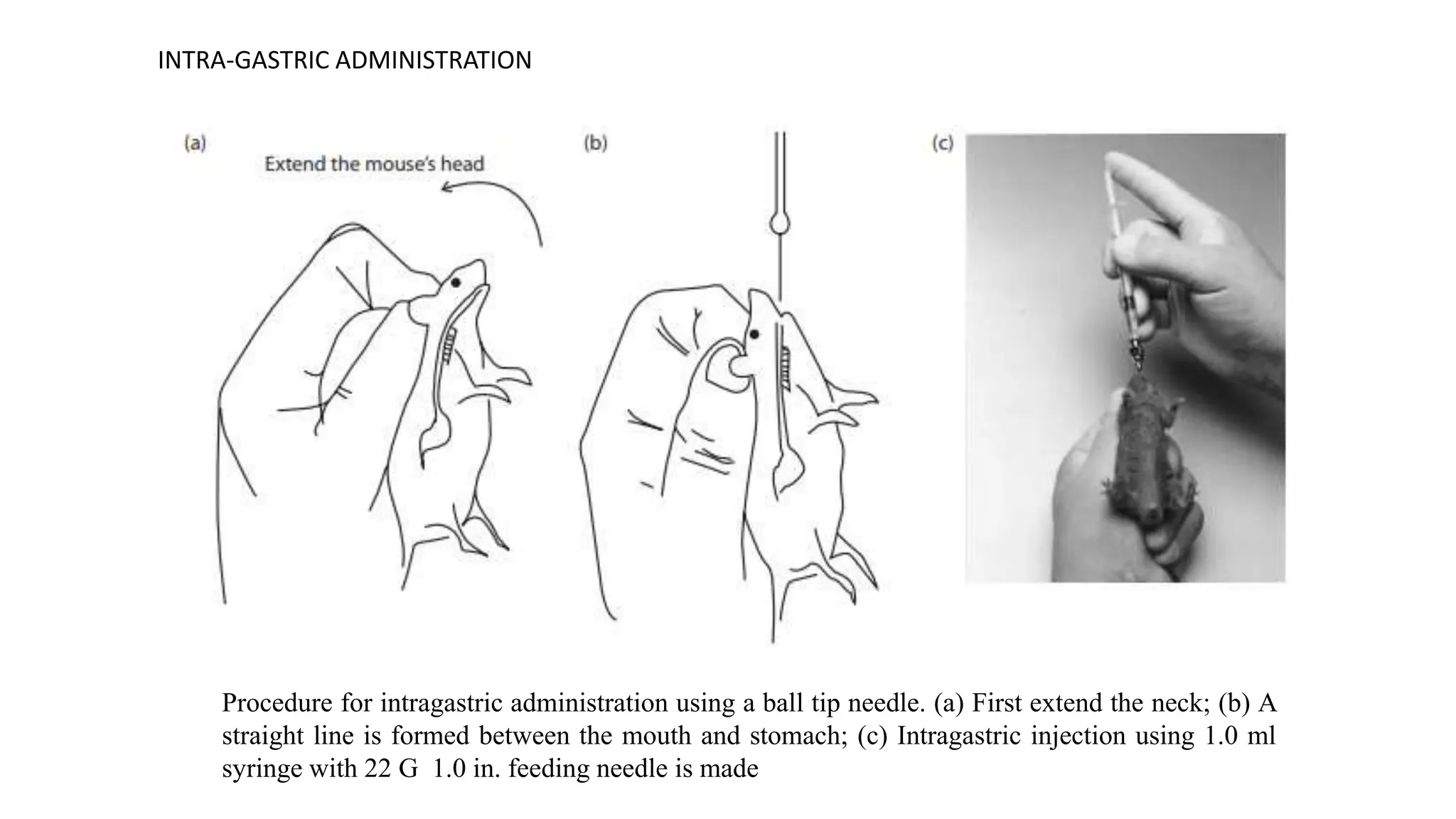 Handling And Routes Of Drug Administration Of Experimental Animals Used ...