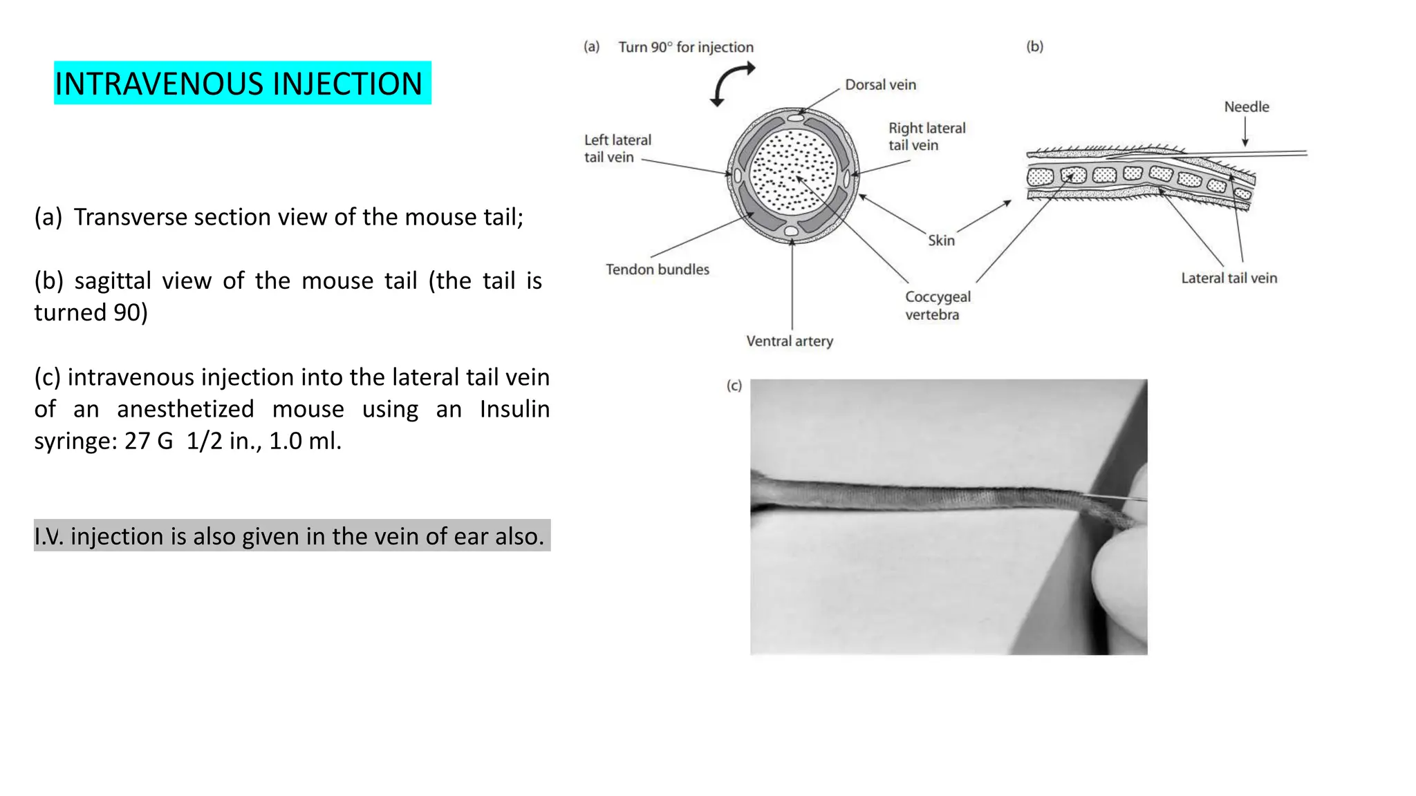 Handling And Routes Of Drug Administration Of Experimental Animals Used ...