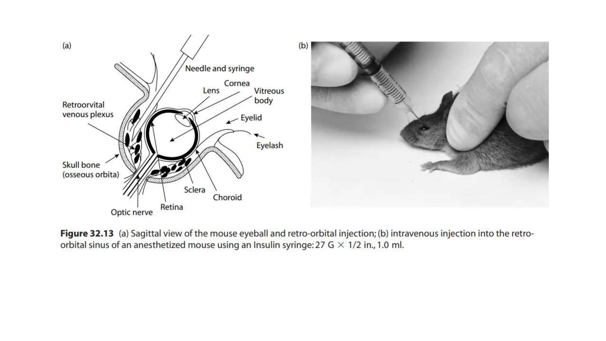 Handling And Routes Of Drug Administration Of Experimental Animals Used ...
