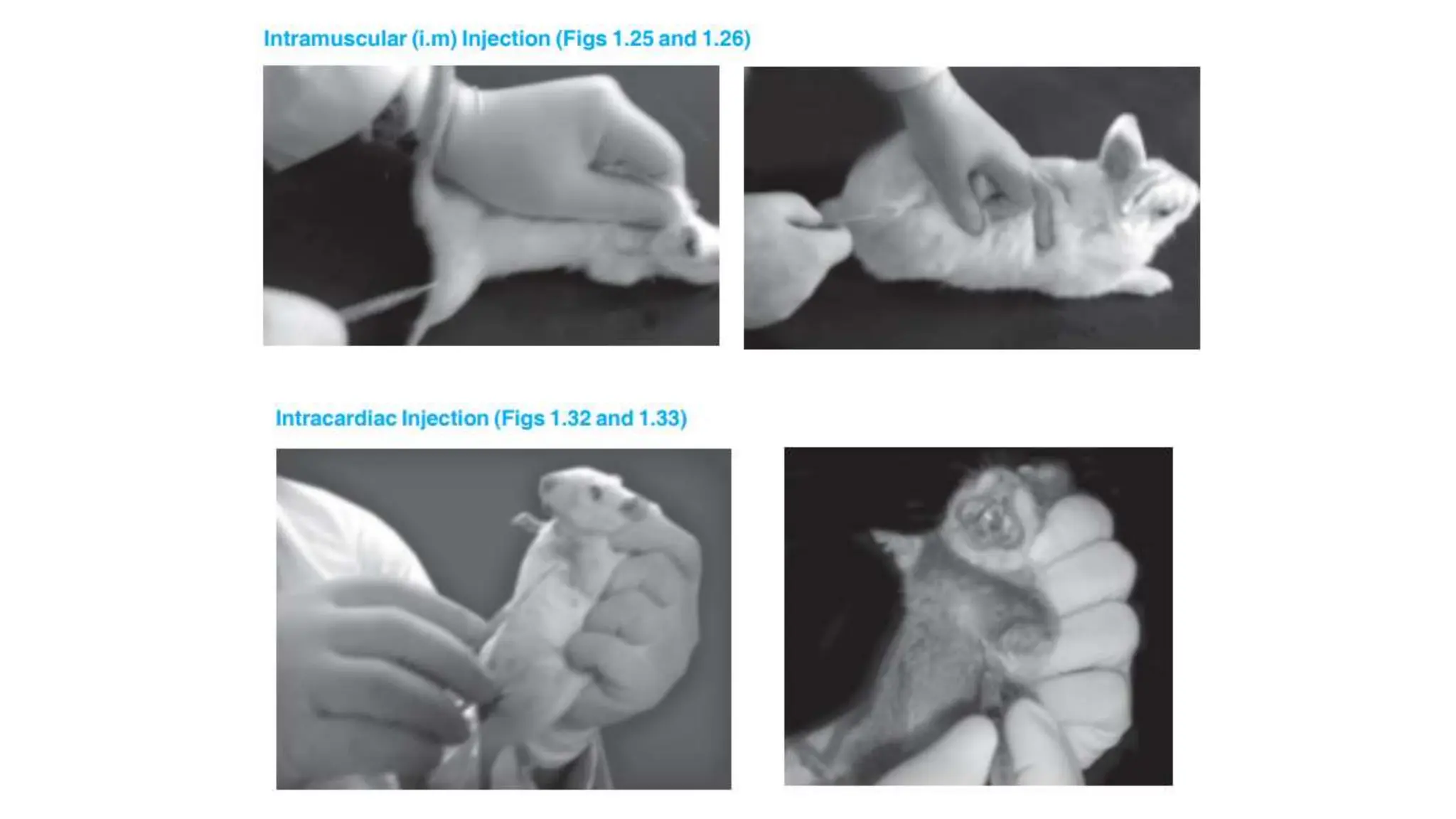 Handling And Routes Of Drug Administration Of Experimental Animals Used ...