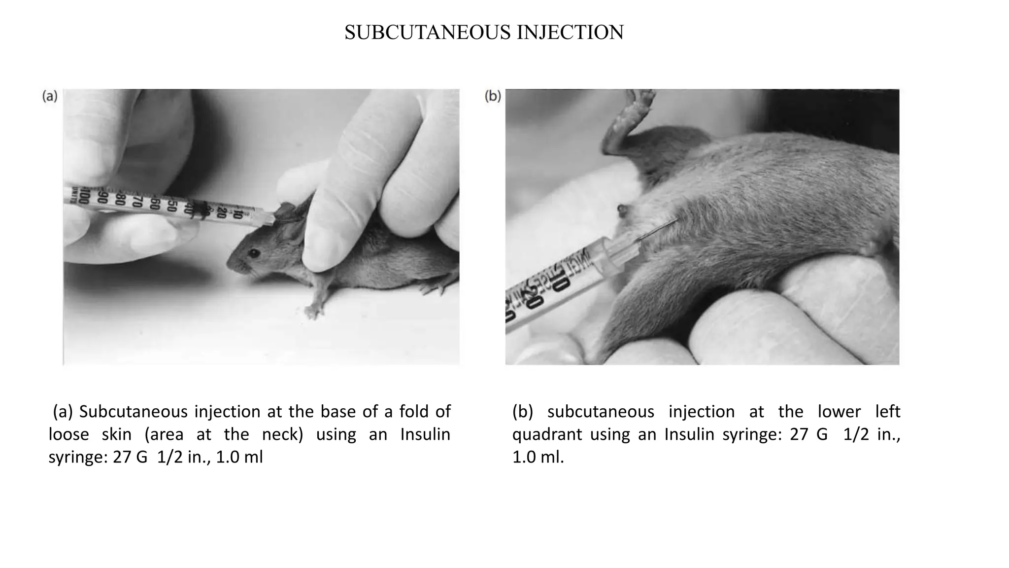 Handling And Routes Of Drug Administration Of Experimental Animals Used ...