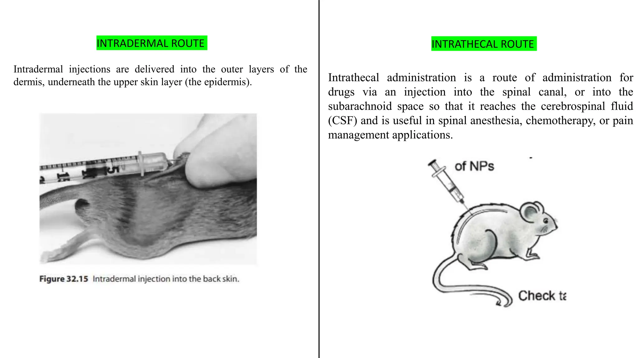 Handling And Routes Of Drug Administration Of Experimental Animals Used ...