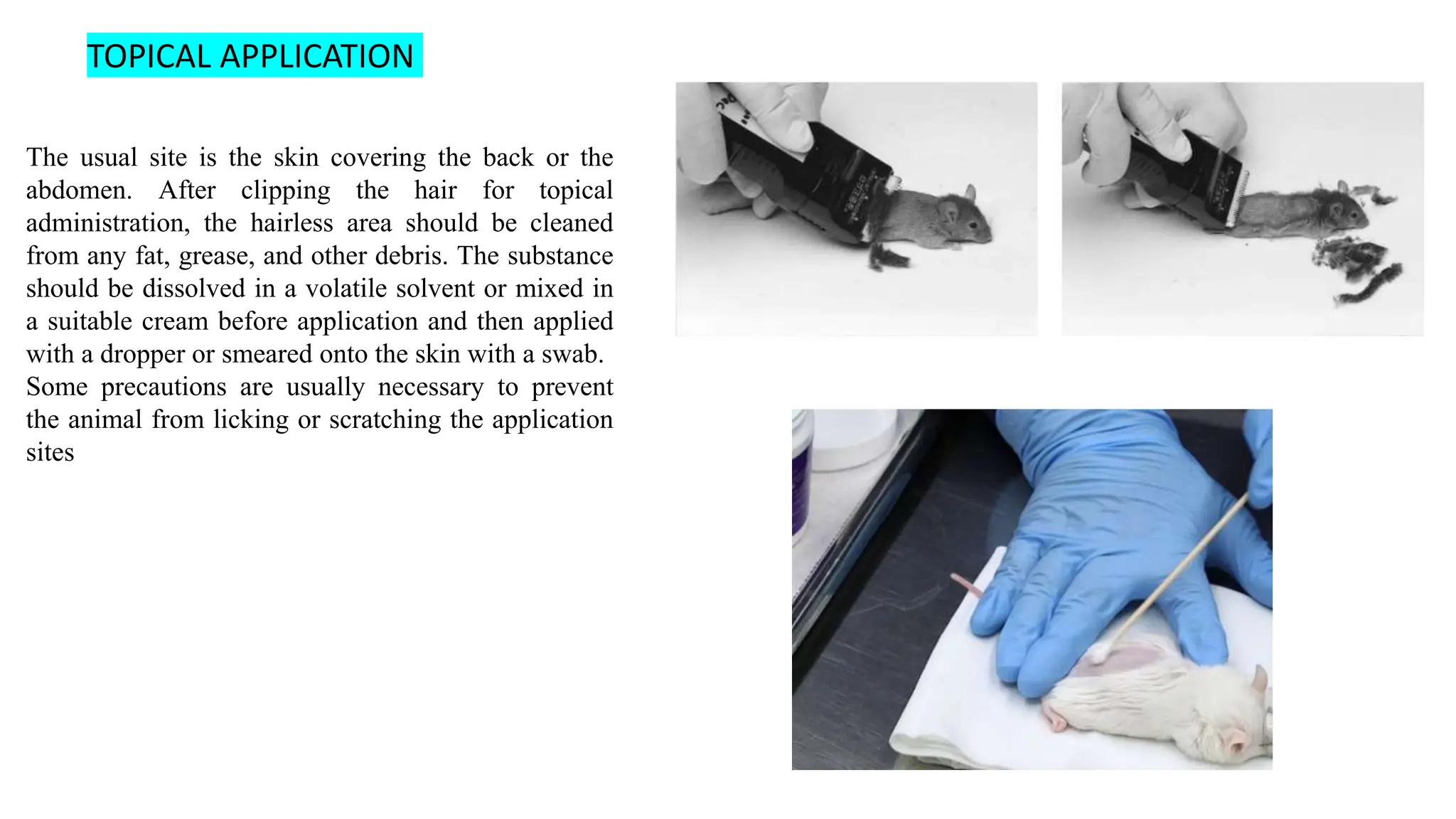 Handling And Routes Of Drug Administration Of Experimental Animals Used ...