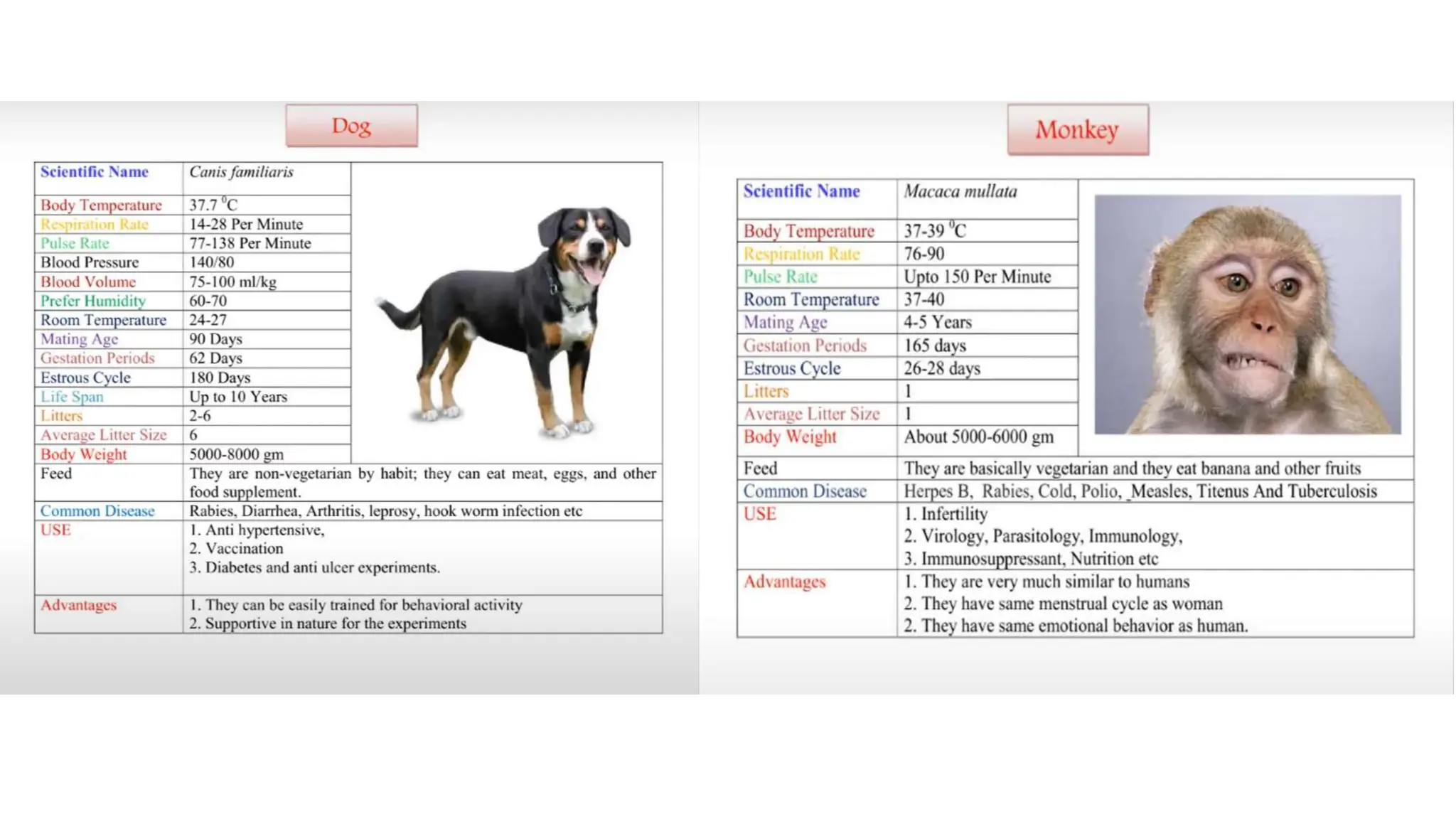 Handling And Routes Of Drug Administration Of Experimental Animals Used ...