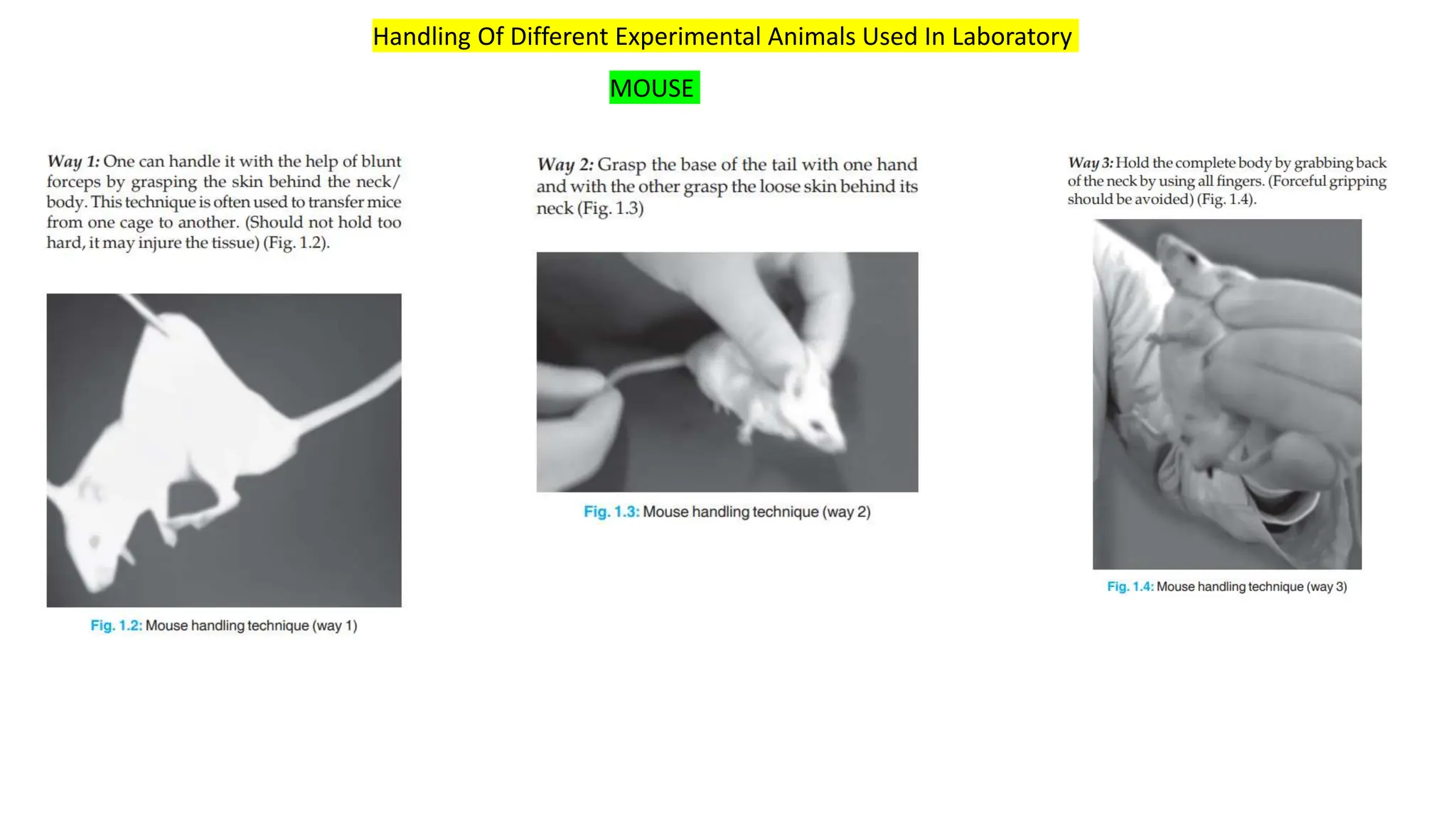 Handling And Routes Of Drug Administration Of Experimental Animals Used ...