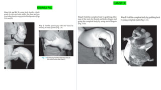Handling And Routes Of Drug Administration Of Experimental Animals Used ...