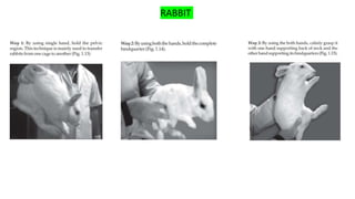 Handling And Routes Of Drug Administration Of Experimental Animals Used ...