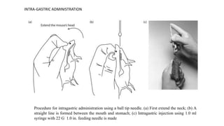 Handling And Routes Of Drug Administration Of Experimental Animals Used ...