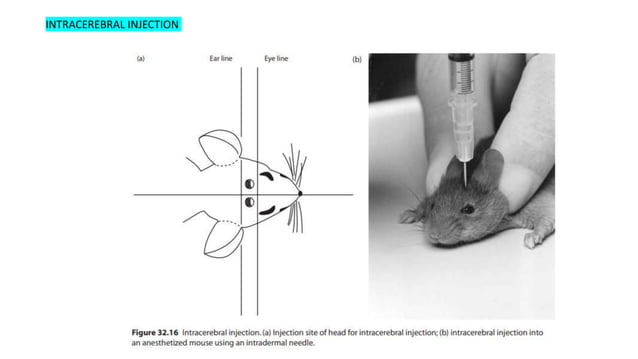 Handling And Routes Of Drug Administration Of Experimental Animals Used ...