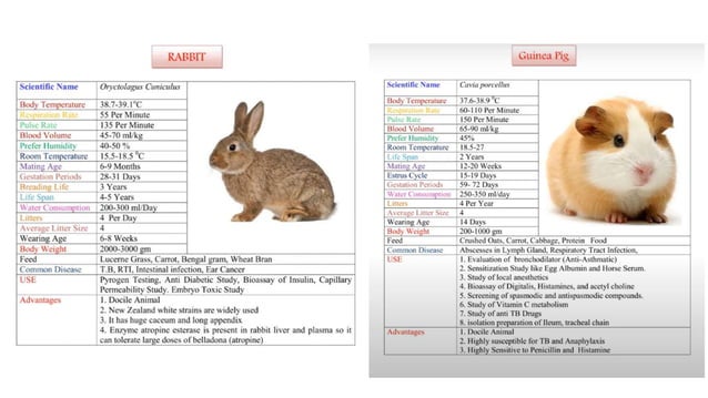 Handling And Routes Of Drug Administration Of Experimental Animals Used ...