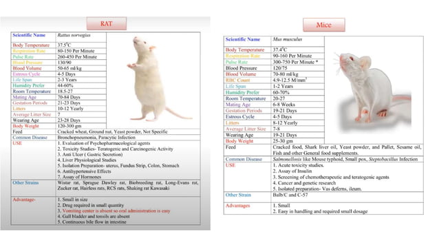 Handling And Routes Of Drug Administration Of Experimental Animals Used ...