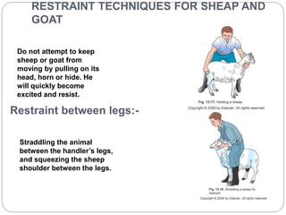 Animal handling And retrain | PPT
