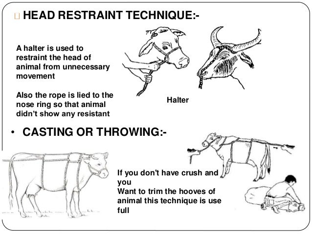 Animal handling And retrain