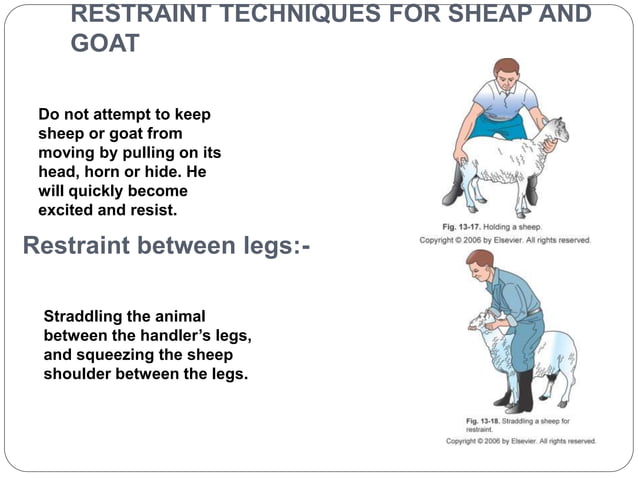 Animal handling & Restrain | PPTX