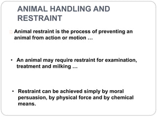 Animal handling & Restrain | PPTX