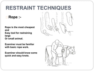Animal handling & Restrain | PPTX