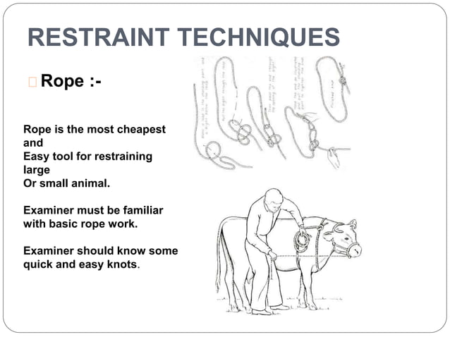 Animal handling & Restrain | PPTX