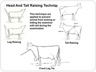 Animal handling & Restrain | PPTX