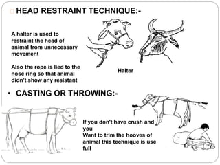 Animal handling & Restrain | PPTX