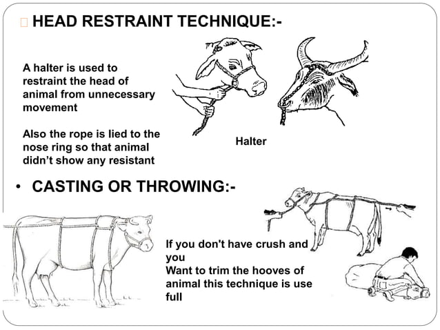 Animal handling & Restrain | PPTX