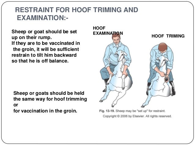 Animal handling & Restrain