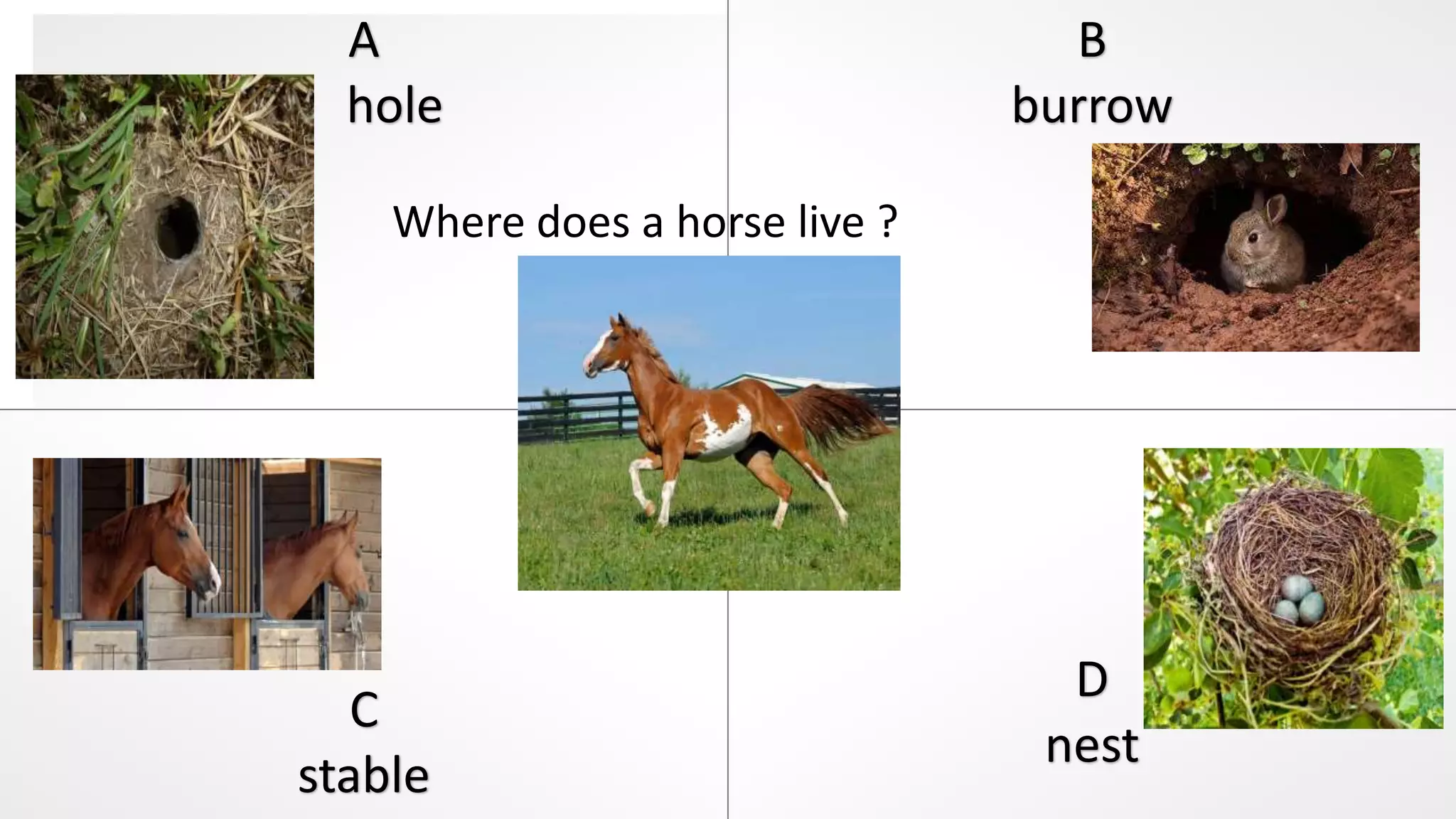 Animal home quick match | PPT