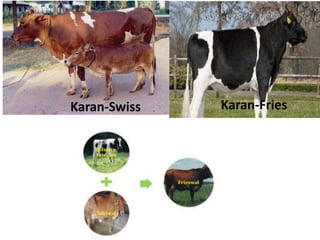 Animal_Husbandary.pptx | Agriculture | Industries