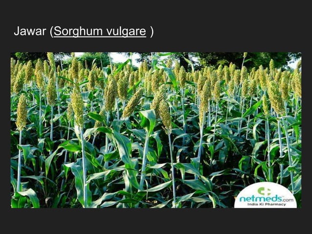 Animal husbandry, Names of winter and summer fodder crops | PPTX