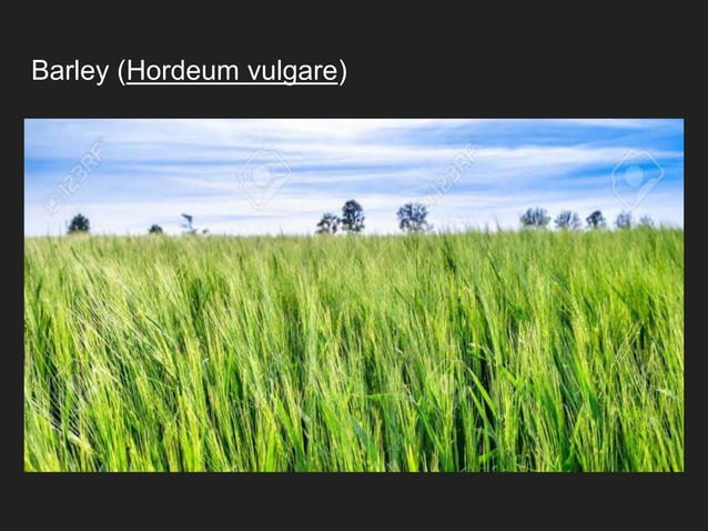 Animal husbandry, Names of winter and summer fodder crops | PPTX