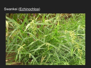 Animal husbandry, Names of winter and summer fodder crops | PPTX